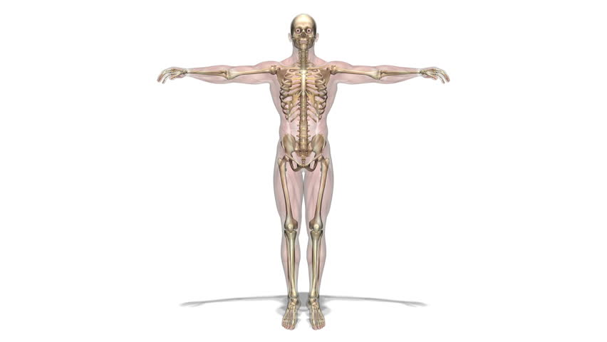 human body Stock Footage Video (100% Royalty-free) 2217064 | Shutterstock