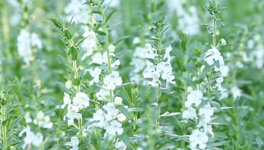 heather white flowers that blooming beautifully Stock Footage Video ...