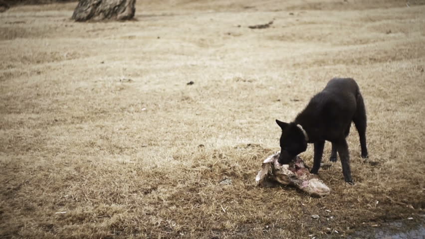 Stray Dog Eats Cows Head Stock Footage Video (100% Royalty-free ...