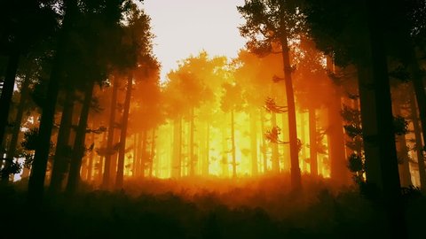 Wildfire Burns Ground Forest Stock Photo (Edit Now) 1798609360