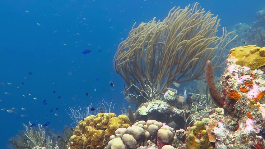 Animal martinique Stock Video Footage - 4K and HD Video Clips ...