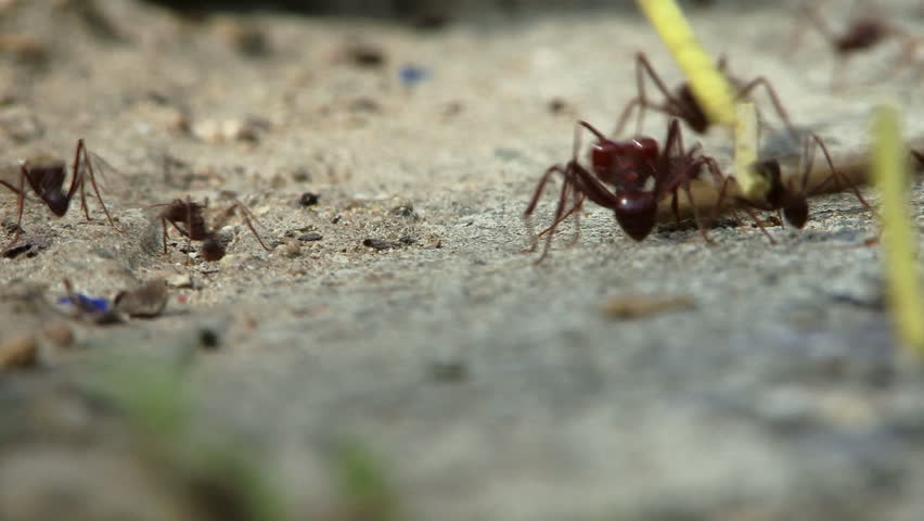 ants carrying food Stock Footage Video (100% Royalty-free) 2221039 ...