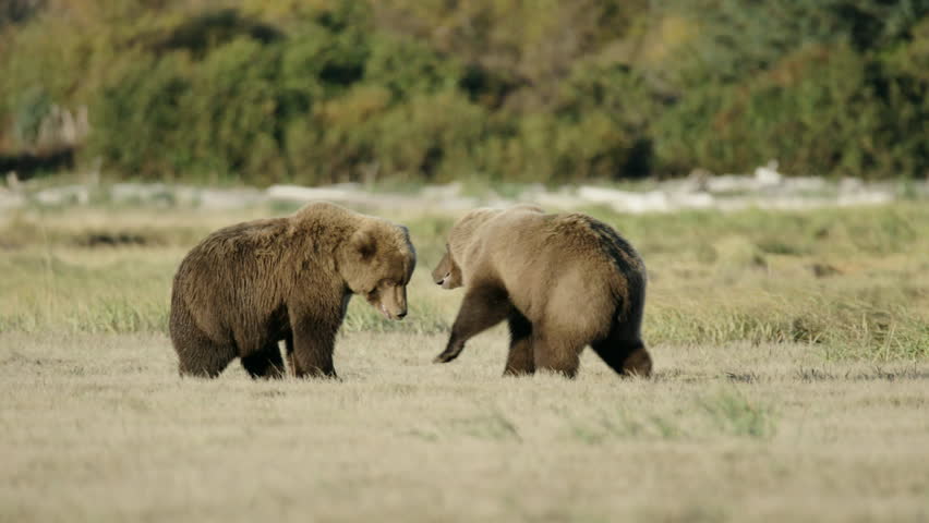 two grizzly bears mating dance play Stock Footage Video (100% Royalty ...