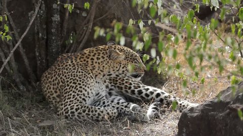 Wide Shot Adult Leopard Yawning Before Stock Footage Video (100% ...