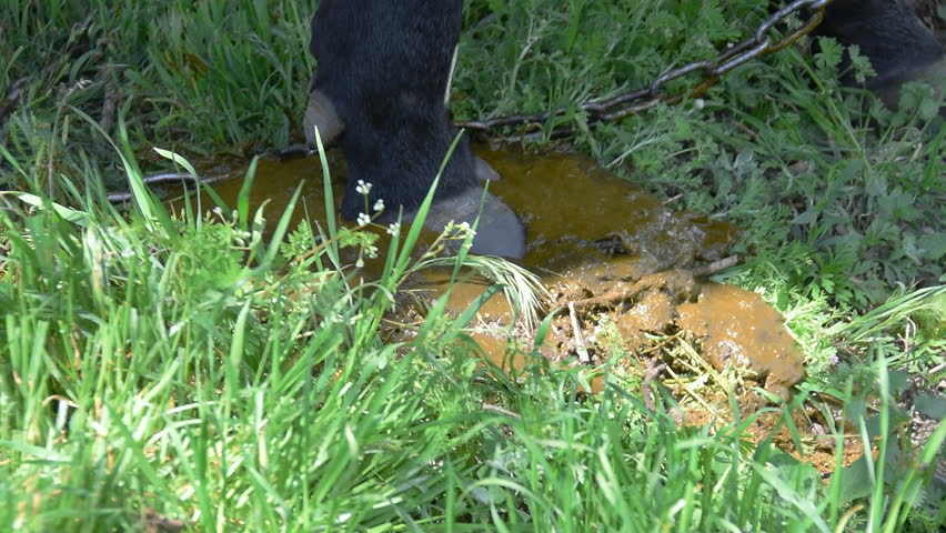 cow hoof stepping on their poop Stock Footage Video (100% Royalty-free ...