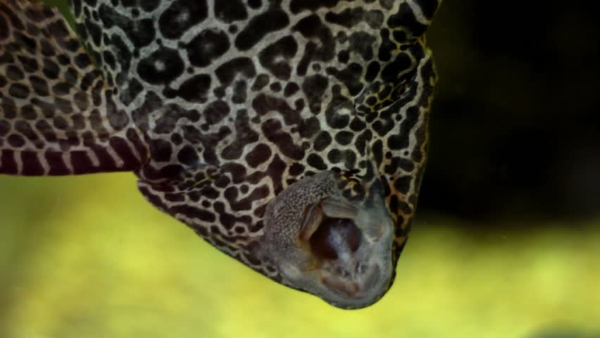 Starlight Bristlenose Catfish Stock Video Footage - 4K and HD Video ...
