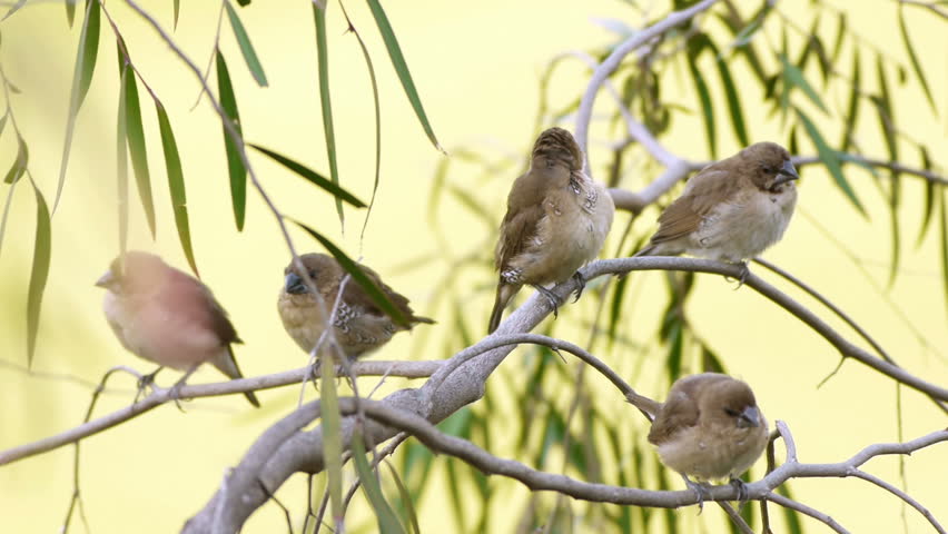 Munia Finch Birds On Branches Stock Footage Video (100% Royalty-free ...