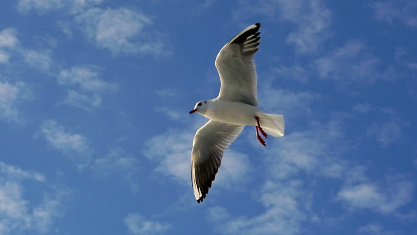 Bird Soaring Smoothly Through the Stock Footage Video (100% Royalty ...