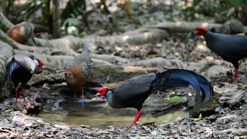 National Bird of Thailand,siamese Fireback. Stock Footage Video (100% ...