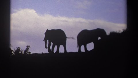 Large Pack Wolves Running On Dark Stock Footage Video (100% Royalty ...