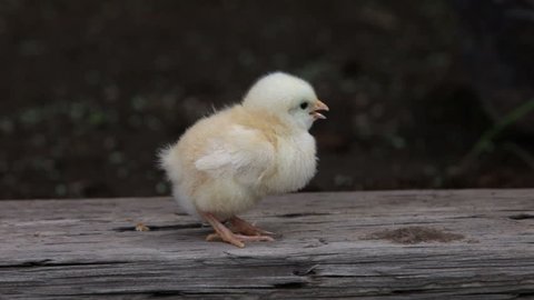 Cute Baby Chick Profile Stock Photo 788340145 | Shutterstock