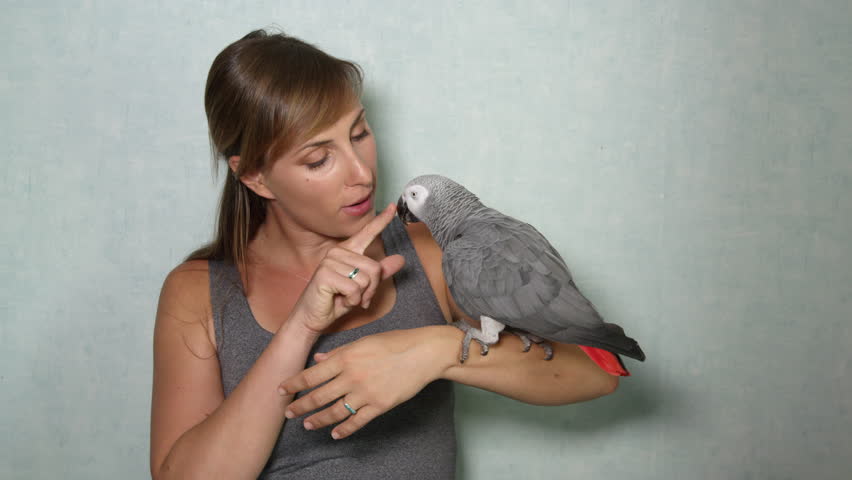 Parrot Owner Stock Video Footage - 4K and HD Video Clips | Shutterstock