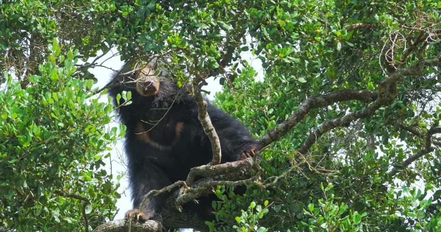 Wild Sloth Bear Eating Sweet Stock Footage Video (100% Royalty-free ...