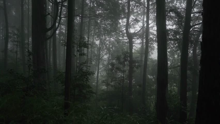 Scary Japanese Forest On a Stock Footage Video (100% Royalty-free ...