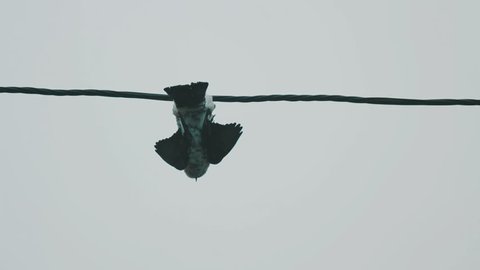 Bird Dead Strangled By Trap Stock Footage Video (100% Royalty-free ...