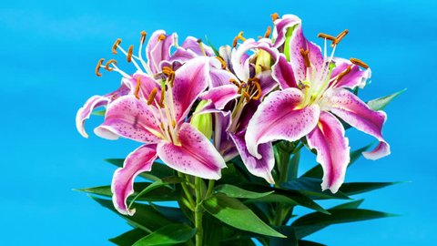 Lily Withering Process Timelapse Photography Stock Footage Video (100% ...