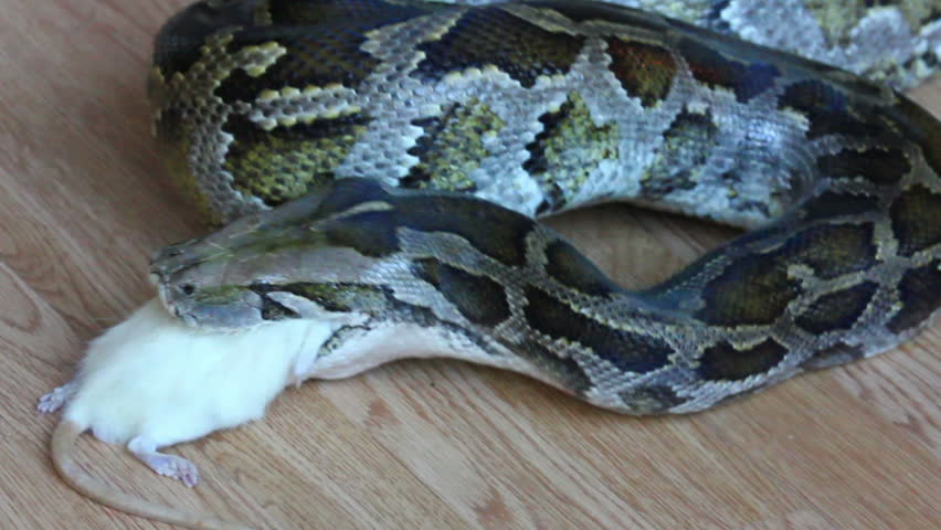 feeding snake - python eating rat Stock Footage Video (100% Royalty ...
