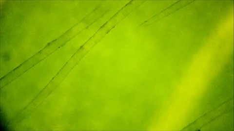biology photosynthesis process animation Stock Footage Video (100% ...