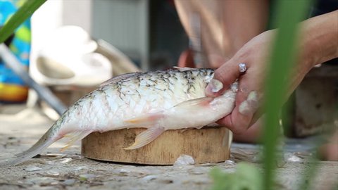 Cleans Fish Evisceration Fish Fresh Fish Stock Footage Video (100% ...