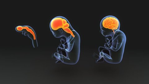 Stages of brain development Stock Video Footage - 4K and HD Video Clips ...