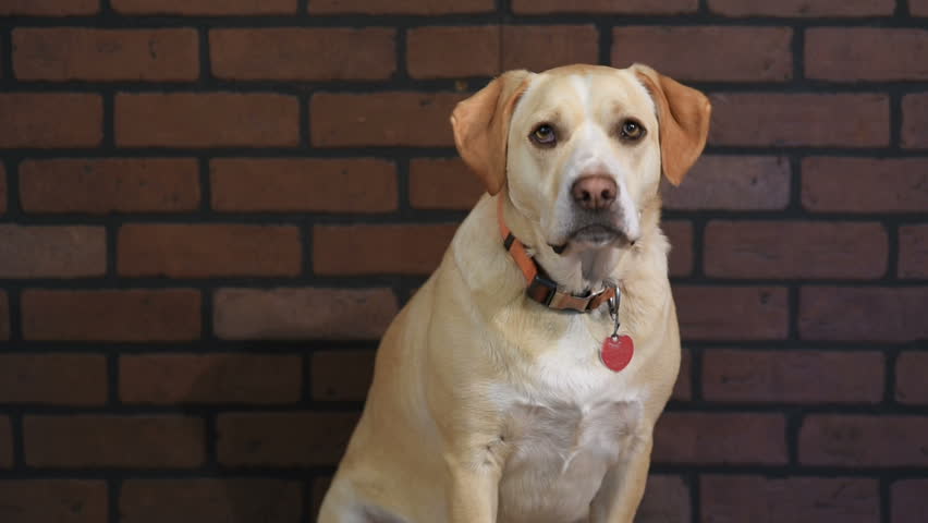 dog moves head down side Stock Footage Video (100% Royalty-free ...