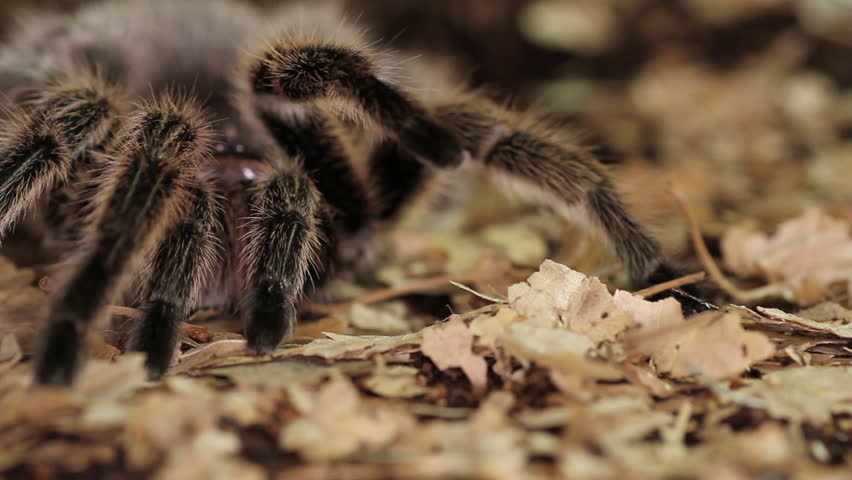 「Chilean Rose Tarantula (grammostola Rosea)」の動画素材（ロイヤリティフリー）22615348 ...