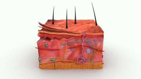 Integumentary System Skin 3d Illustration 3d Stock Illustration ...
