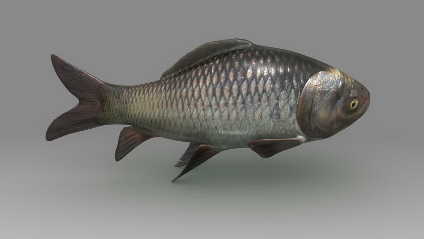 Catla or Indian Carp - Catla catla image - Free stock photo - Public ...