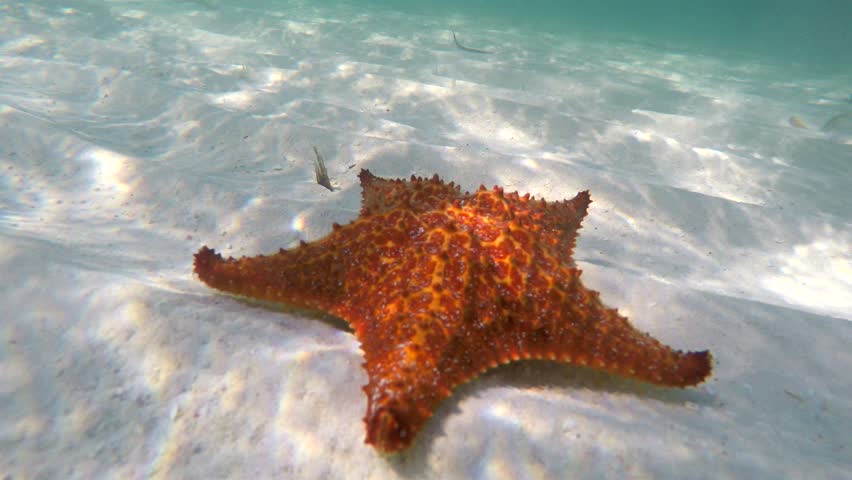 red cushion sea star oreaster reticulatus Stock Footage Video (100% ...