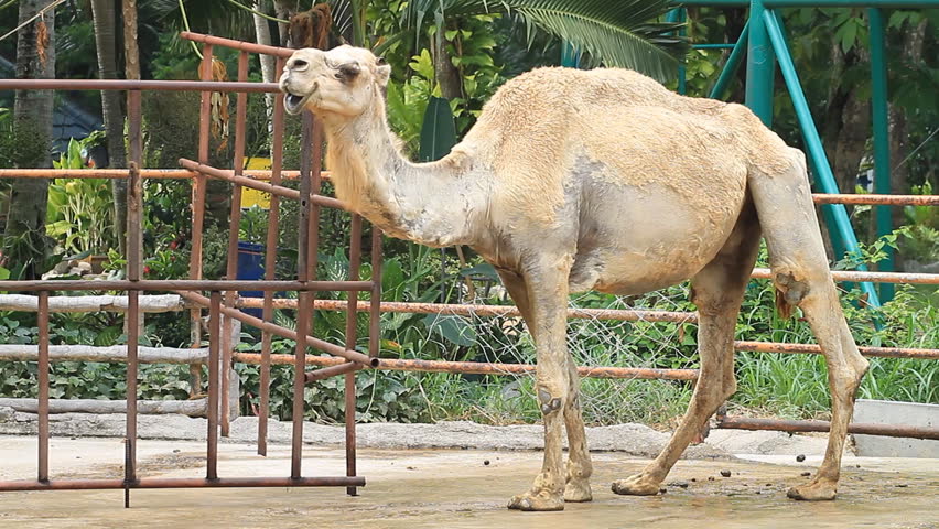 camel zoo thailand Stock Footage Video (100% Royalty-free) 2267360 ...