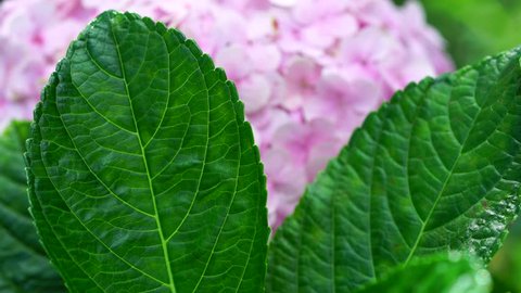 Medicinal Plant Called Panikoorka English Nameplectranthus Stock Photo ...
