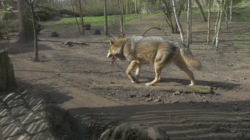 Thirsty Wolf Walks Away, Trotting Stock Footage Video (100% Royalty ...