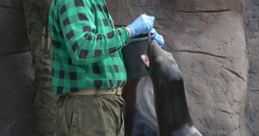 Inspector Zoo Stock Video Footage - 4K and HD Video Clips | Shutterstock