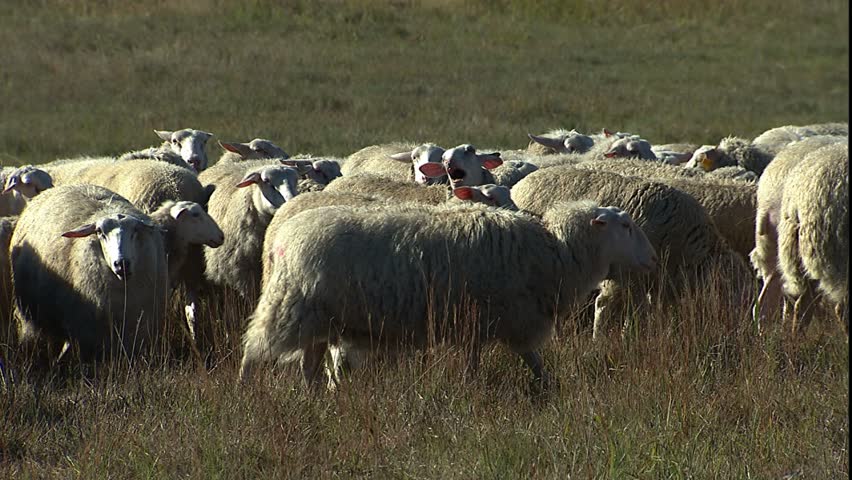great pyrenees guard dogs sheep Stock Footage Video (100% Royalty-free ...