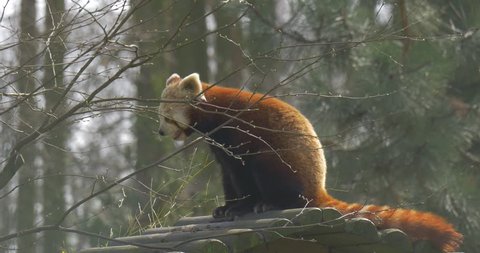 Park Around Chapel St Nicholas Church Stock Footage Video (100% Royalty ...
