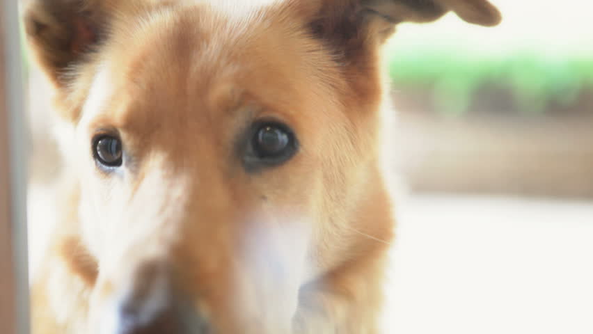A Sweet Yellow Lab Begs Stock Footage Video (100% Royalty-free) 2278187 ...