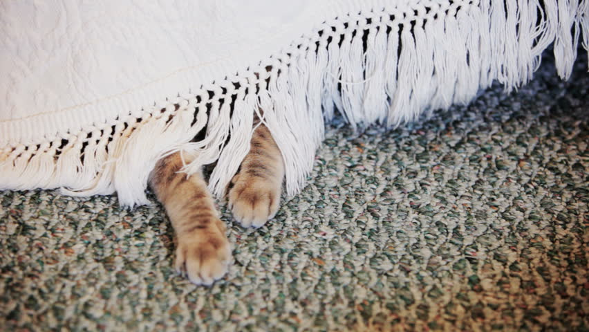Cat Hiding Under Bed Stock Footage Video (100% Royalty-free) 2278223 ...