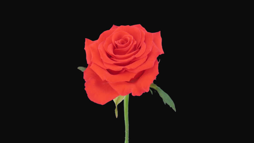 Time-lapse of Dying Red Rose Stock Footage Video (100% Royalty-free ...