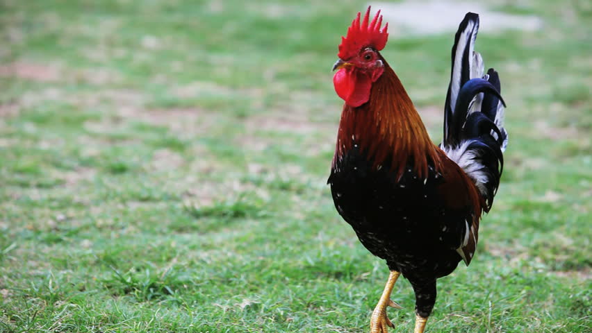 A Wild Rooster Walks Stock Footage Video (100% Royalty-free) 2278313 ...