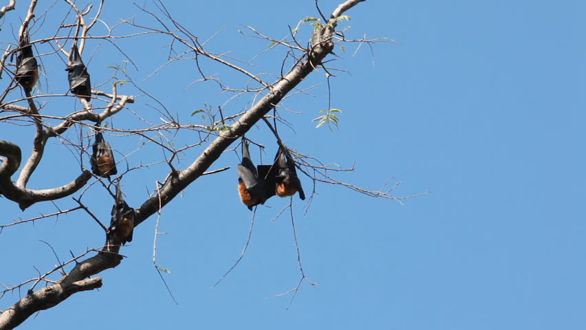 bat hanging on tree branch malayan Stock Footage Video (100% Royalty ...