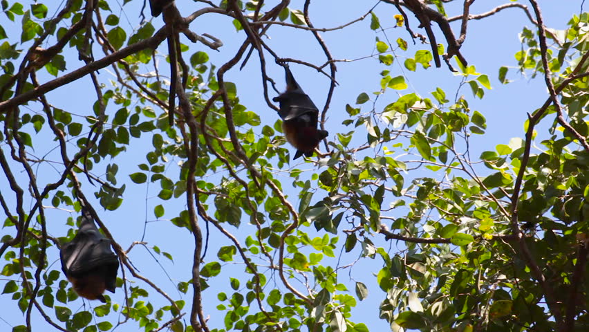 Bat Hanging On a Tree Stock Footage Video (100% Royalty-free) 22794514 ...