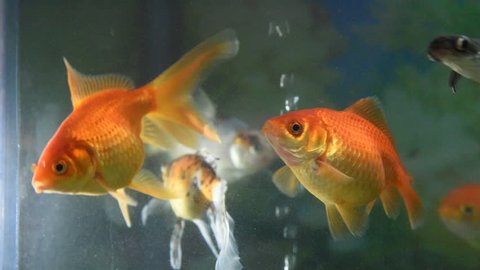 Slow Motion Single Goldfish Swimming Peacefully Stock Footage Video ...
