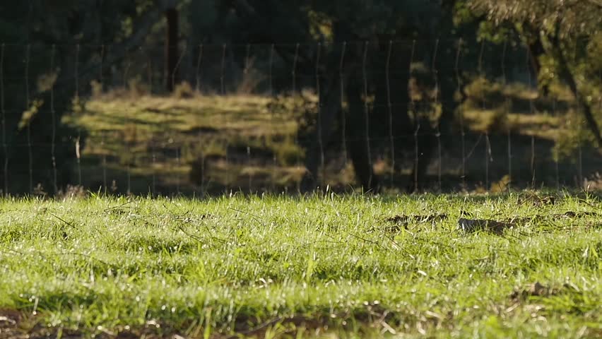 horse pulling carriage slow motion Stock Footage Video (100% Royalty ...