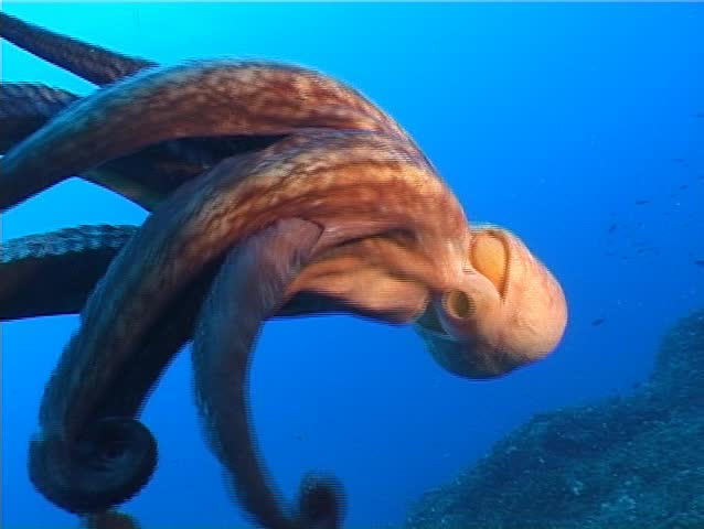 An Octopus Using Jet Propulsion Stock Footage Video (100% Royalty-free ...