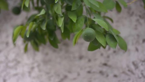 Ripping Lemon Tree Stock Footage Video (100% Royalty-free) 22828816 ...