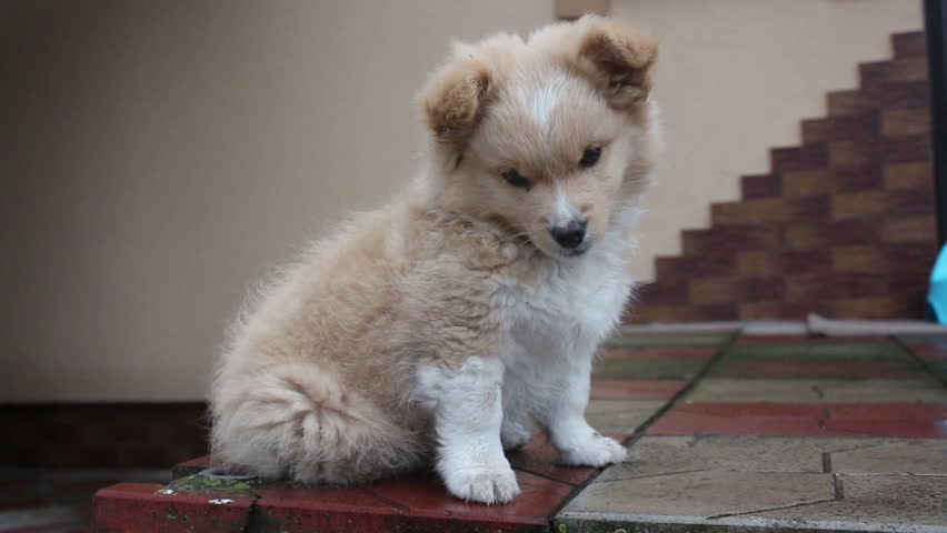 Portrait of Little Yellow Fluffy Stock Footage Video (100% Royalty-free ...