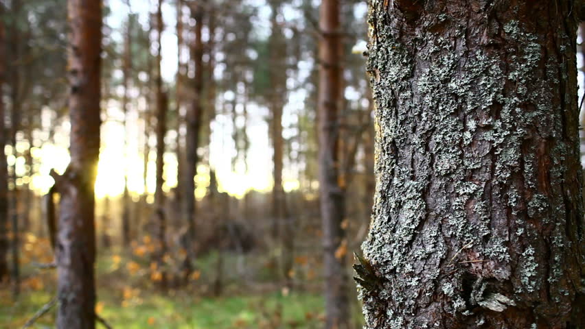 Pine Tree with Bough Close Stock Footage Video (100% Royalty-free ...