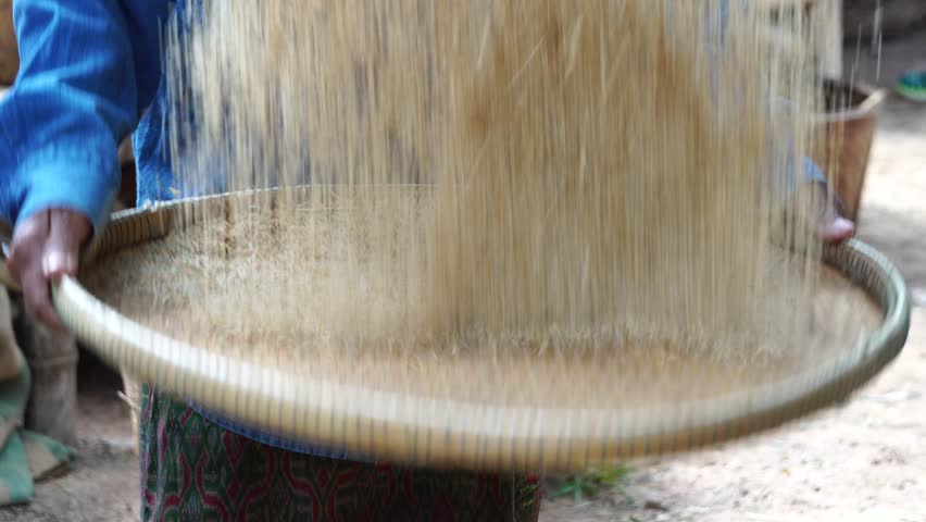 people doing rice winnowing Stock Footage Video (100% Royalty-free ...