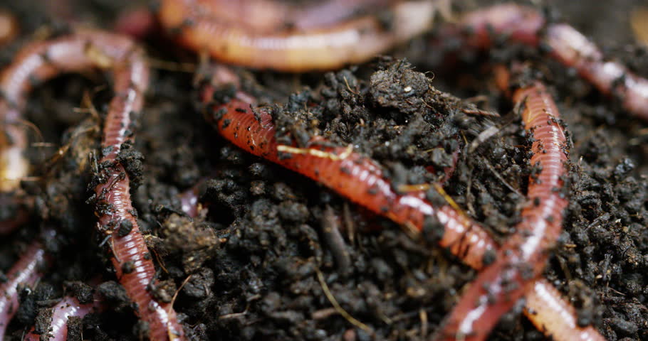 Vermiculture Stock Video Footage - 4K and HD Video Clips | Shutterstock