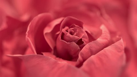 Opening Red Rose Blooming Red Rose Stock Footage Video (100% Royalty ...